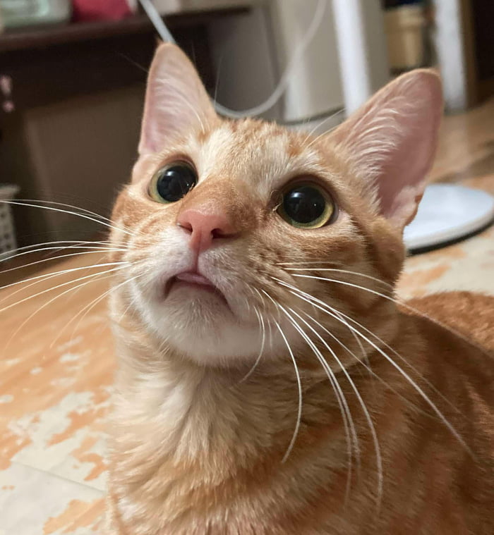 Not a single thought behind those eyes. - 9GAG