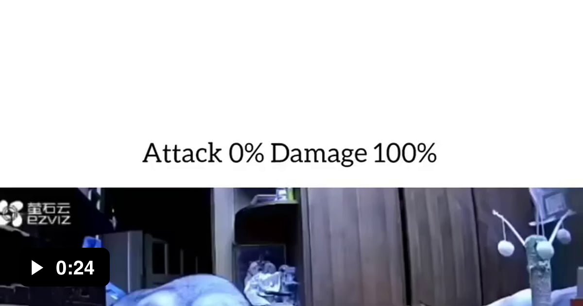 Cat chaos and a lucky fly. - 9GAG