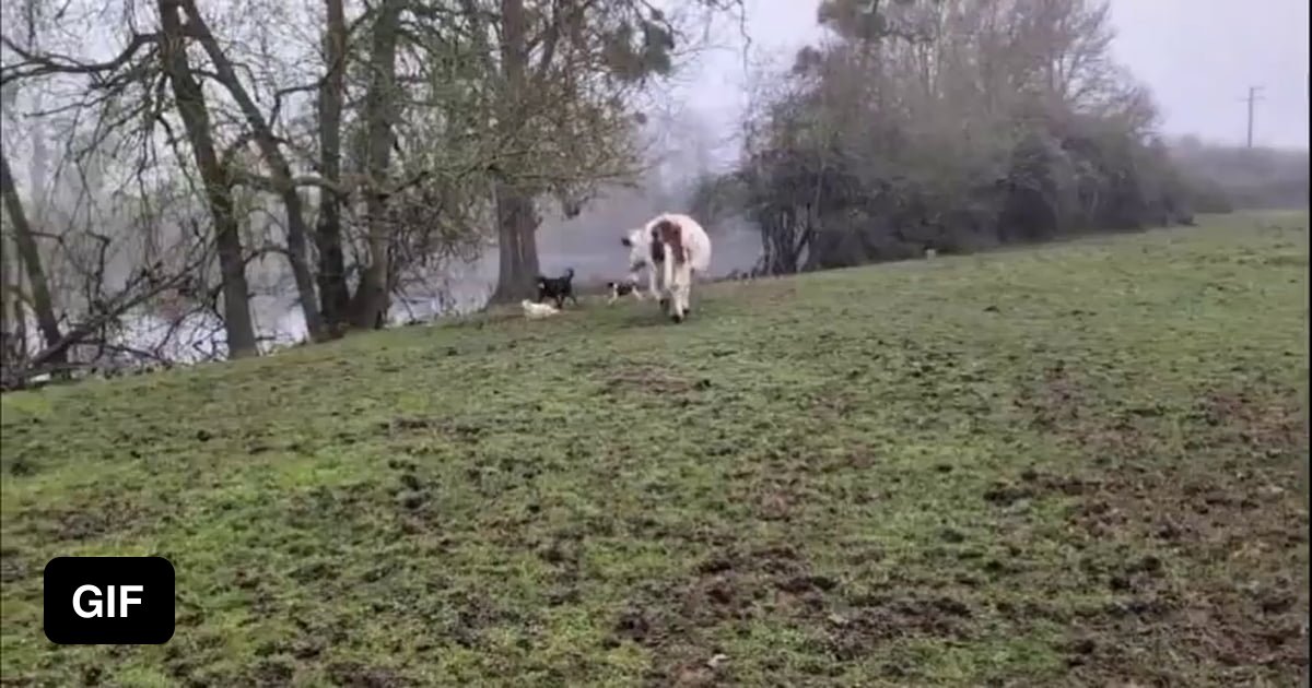 "I just want to play with the other dogs" - 9GAG