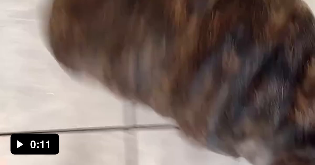 Fastest frog ever - 9GAG