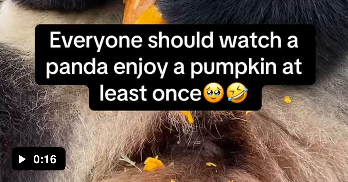 Humans (Homo sapiens) smacking : / Giant Panda (Ailuropoda melanoleuca) smacking : ] - 9GAG