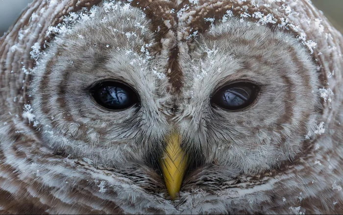 Barred owl eyes are brown, unlike most other owls, which have yellow ...