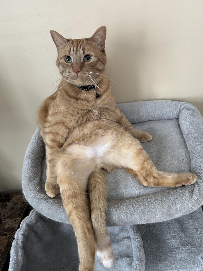 Looking mighty comfy there, Moosey - 9GAG