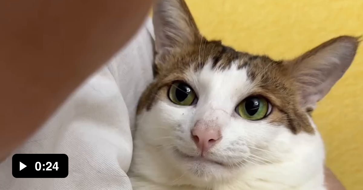 This cat is in danger of being snuggled to death - 9GAG