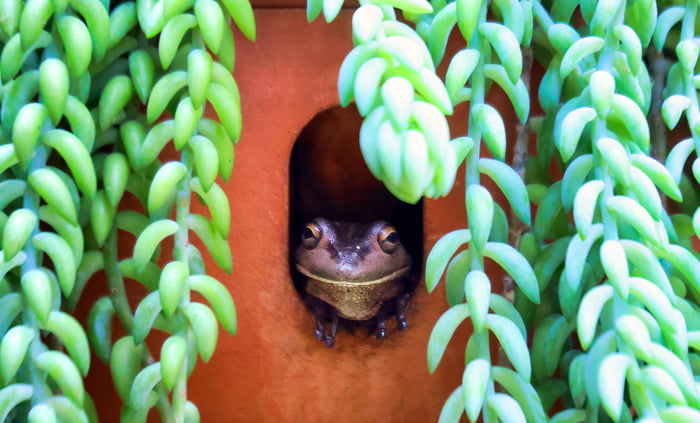 Happy Wednesday my Dudes, from Australia (and Riley Frog) - 9GAG