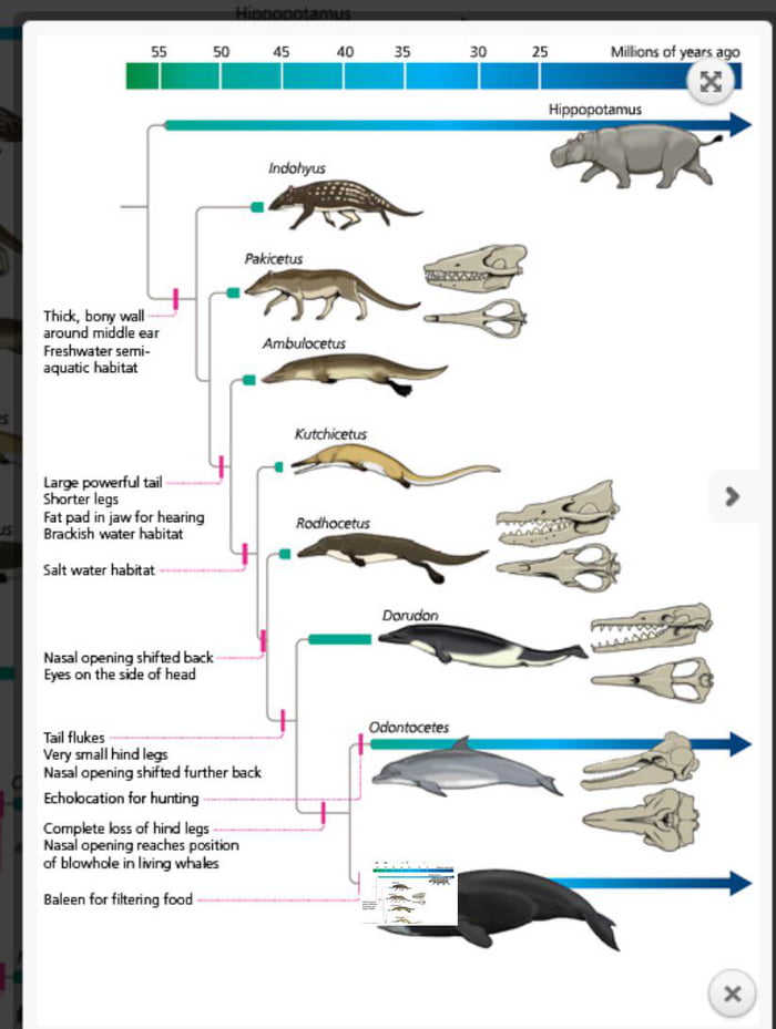 Evolution of marine mammals is really weird. Read on… - 9GAG
