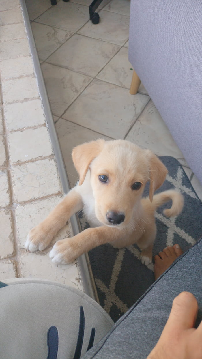 My new pupper Kabuk - 9GAG