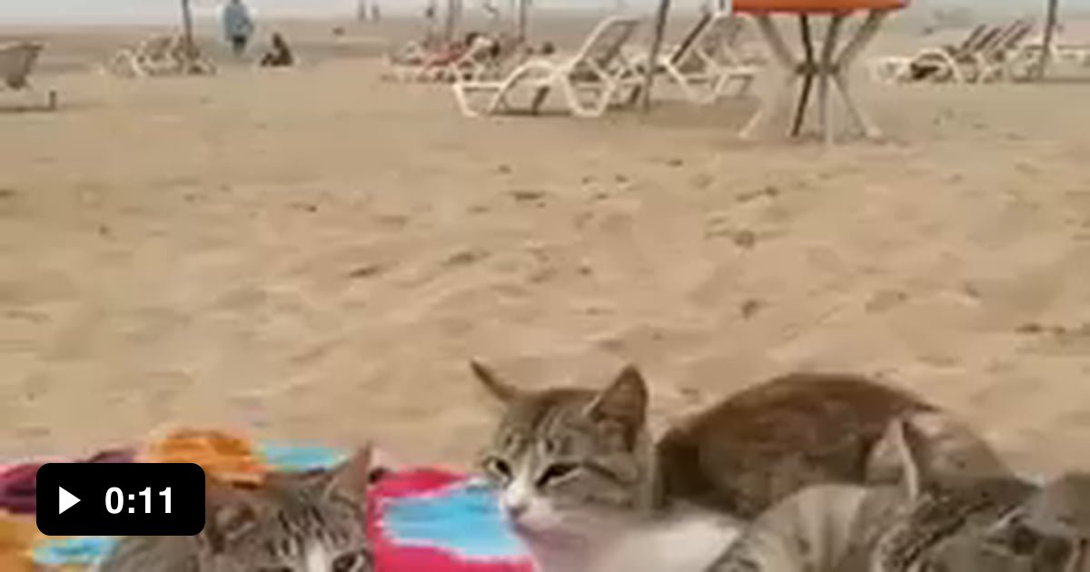 Paradise Beach - 9GAG