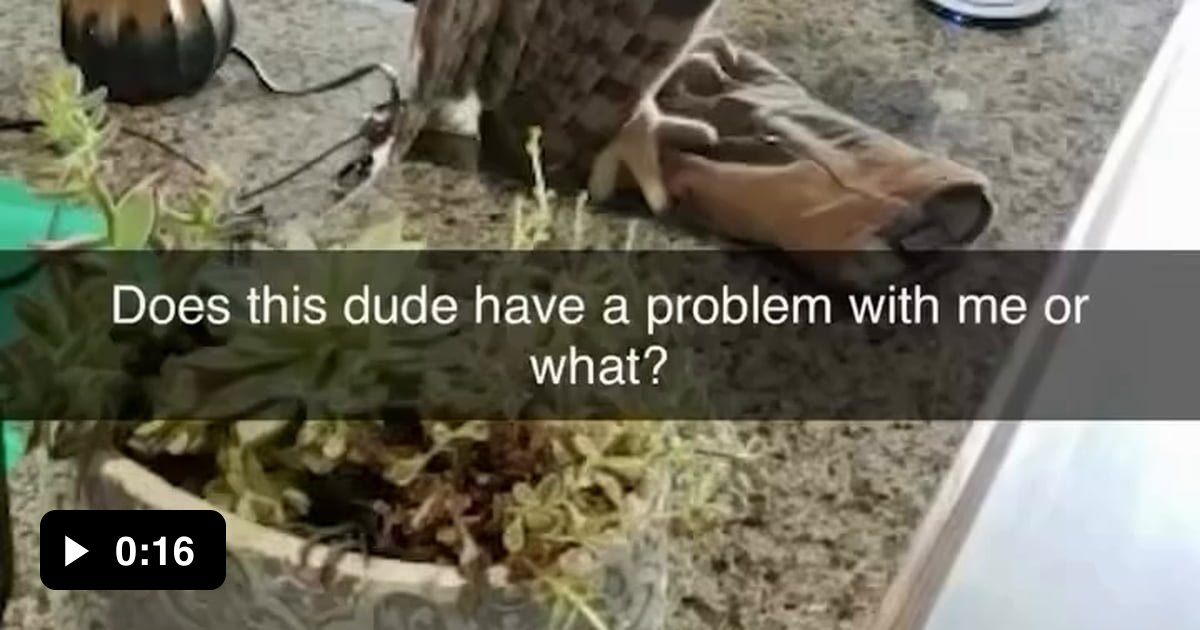 This owl is judging my life choices - 9GAG