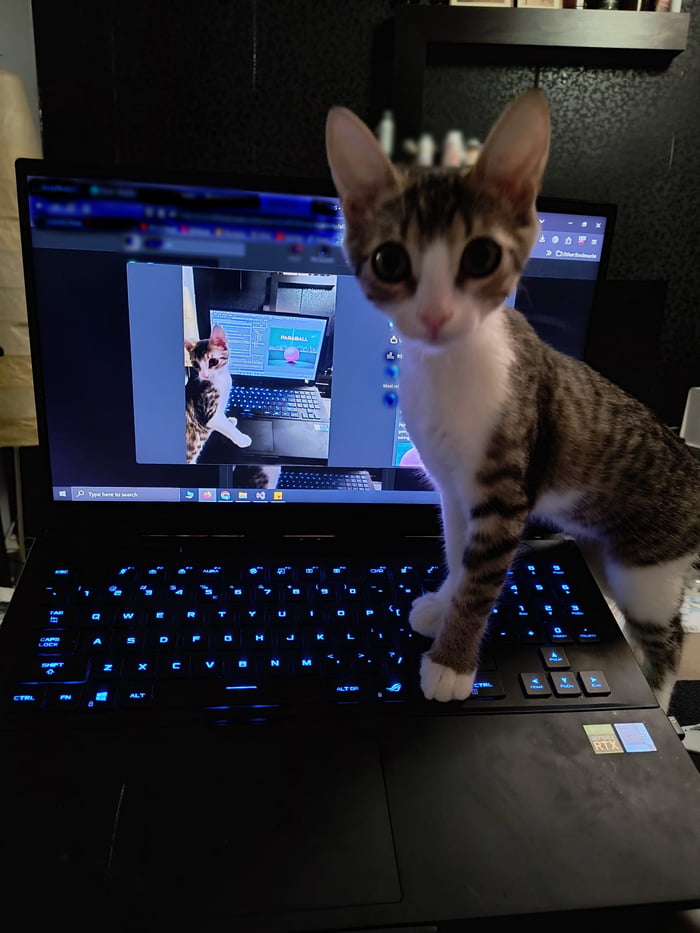 Happy Birthday to all Cats! - From Petra - our junior developer . - 9GAG