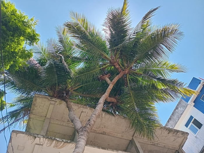 A mutated coconut tree growing with a branched trunk(an abnormal growth ...