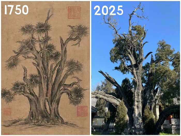 4500 year old tree - 9GAG