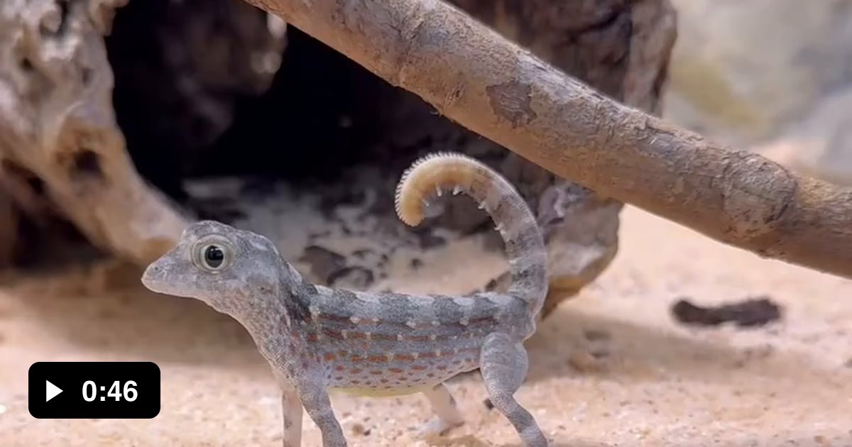 In my 50 years on earth, first time seeing a Scorpion tailed geckos (Pristurus carteri) and it ...