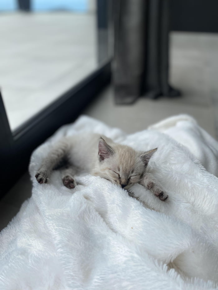 He loves sleeping on fluffy covers - 9GAG