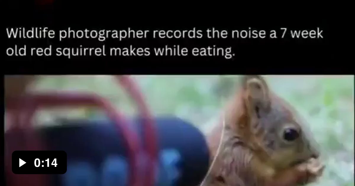Wildlife photographer records the noise of a 7 week old red squirrel while eating - 9GAG