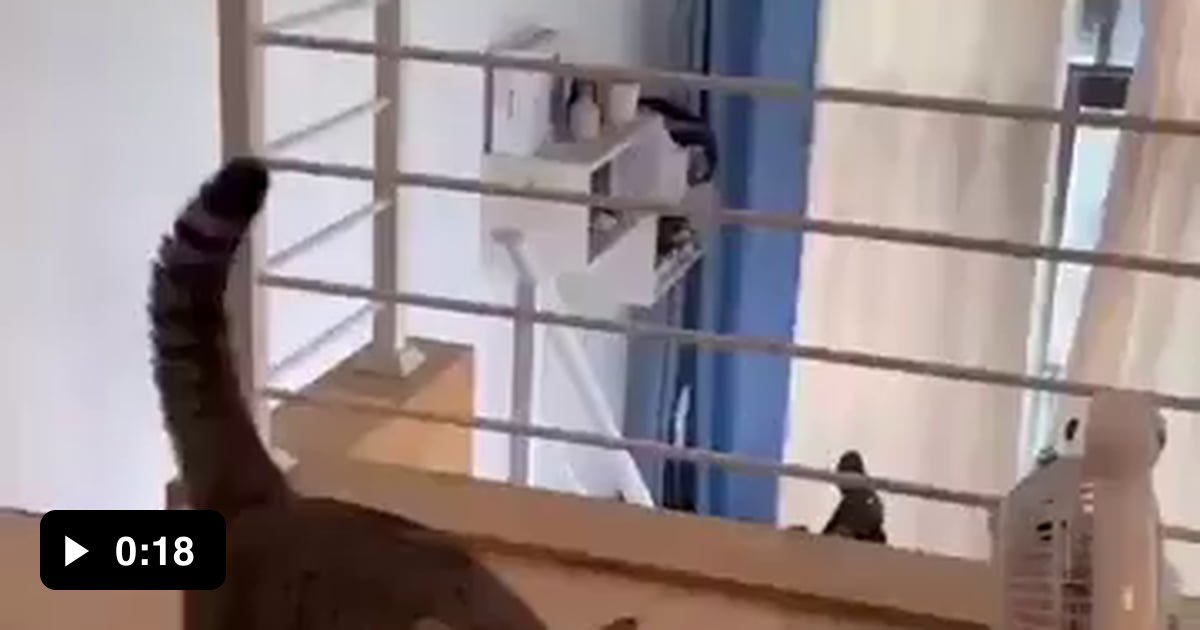 Cat loves playing fetch - 9GAG