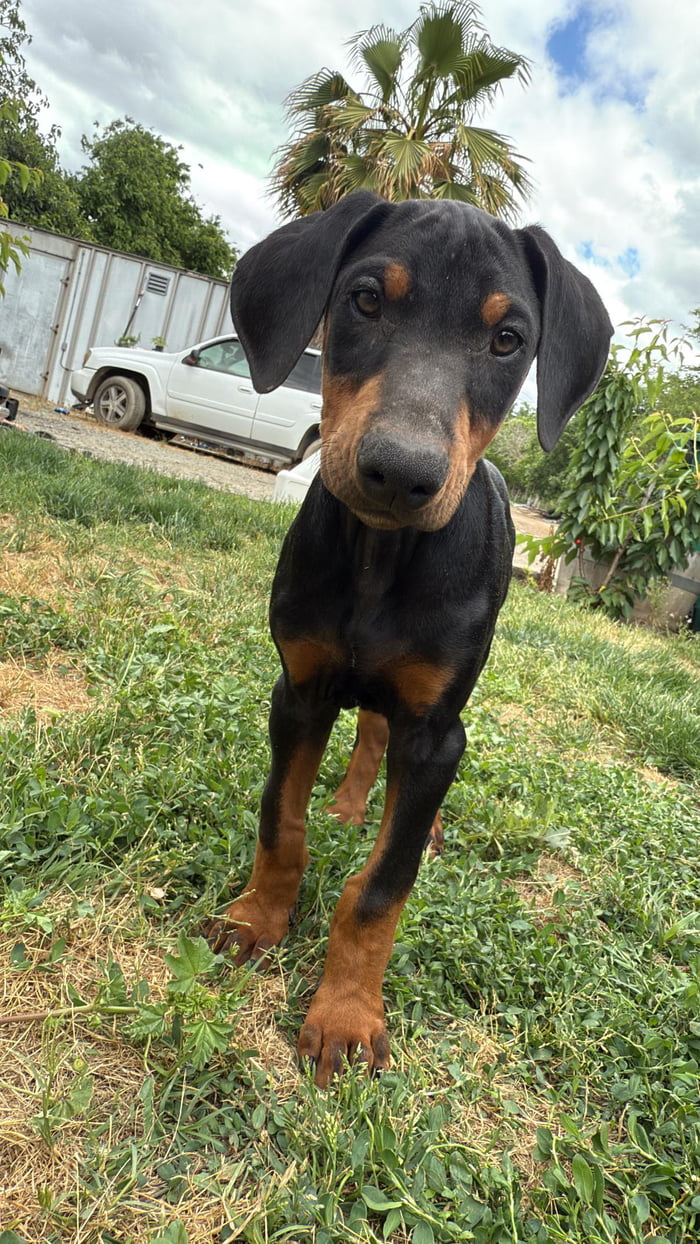 Just got a Doberman dog - 9GAG