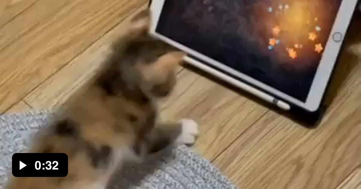 Illegally smol ipad baby - 9GAG