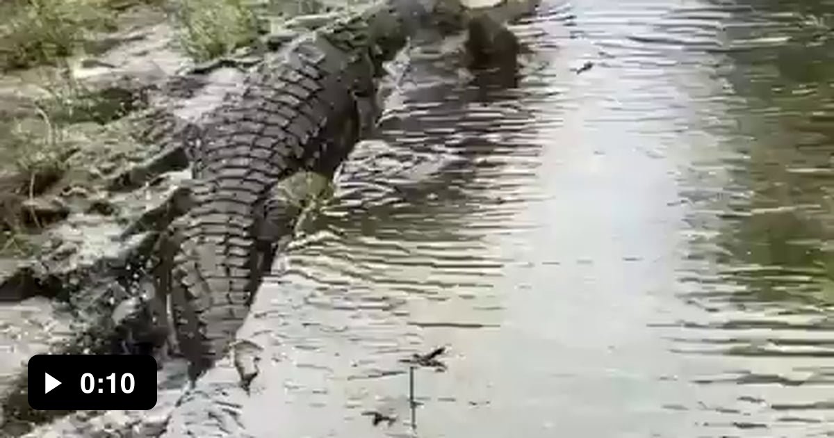 A croc heading upstream - 9GAG