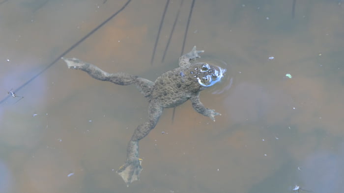 It is wednesday my dudes ! Here's a yellow bellied toad - 9GAG