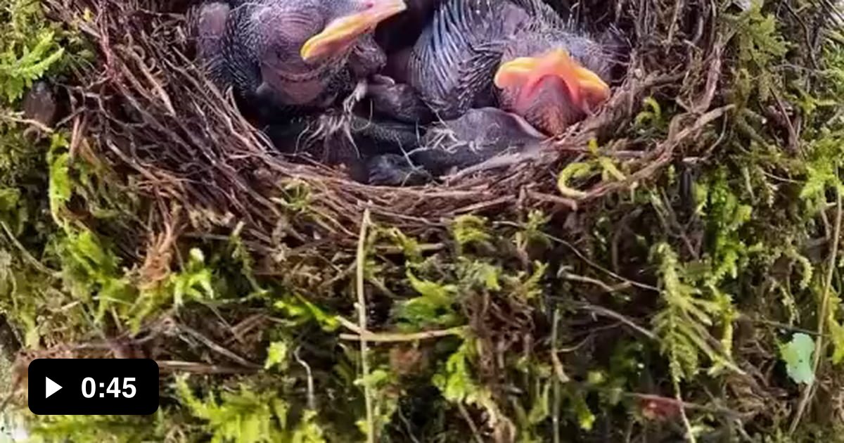 How does a bird feed its offspring (last part is the best) - 9GAG