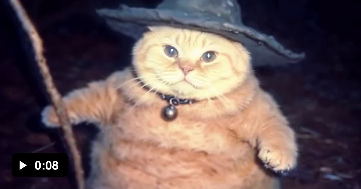 Wizard Cat. - 9GAG