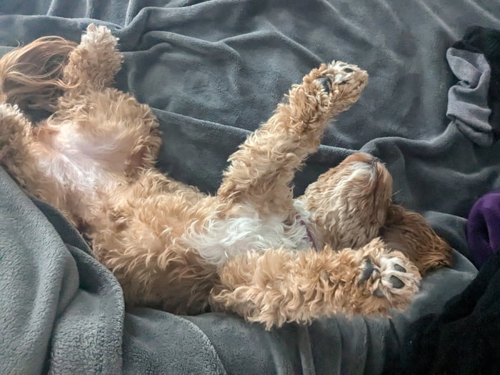 The happiest puppy - 9GAG