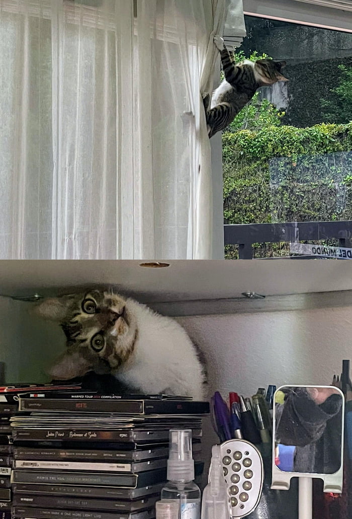 Pov: you own cats - 9GAG