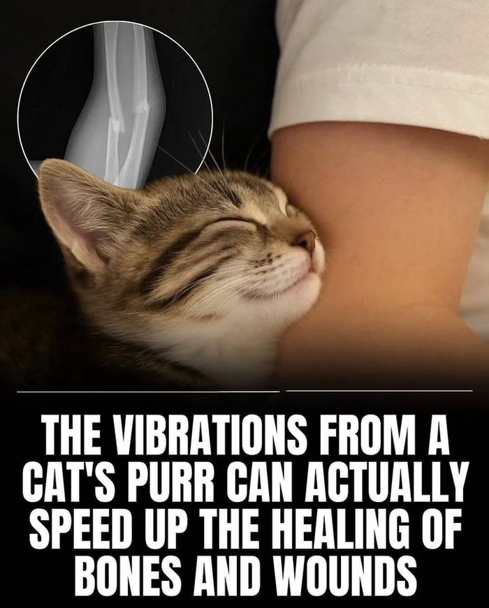 We believe in cats - 9GAG