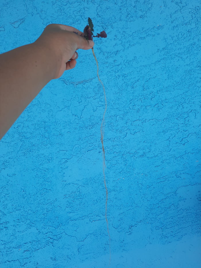 The plant size to root ratio - 9GAG