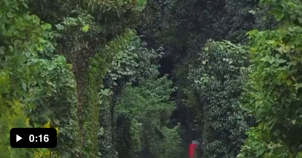 This little red train in Japan, that looks like it’s going through a forest tunnel. - 9GAG