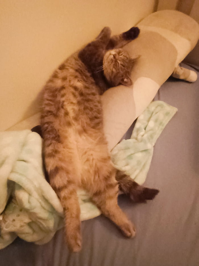 Dobby is a long boi - 9GAG