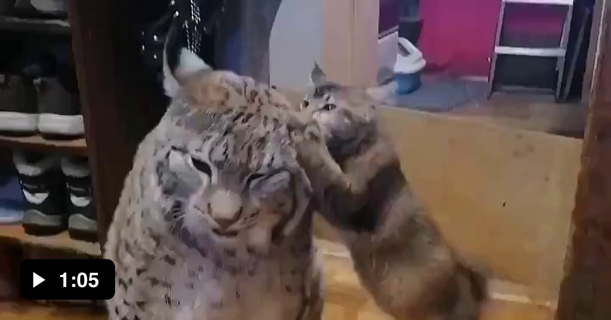 When the cool uncle comes to visit. - 9GAG