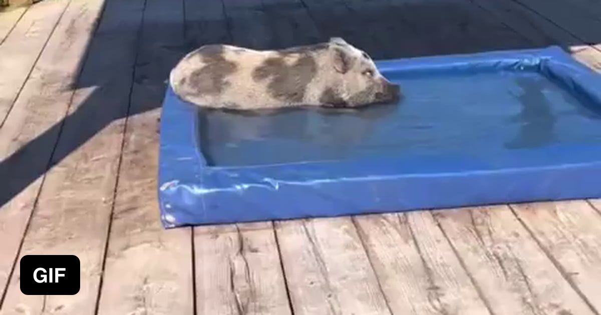 Enjoying the last pool day of the summer - 9GAG