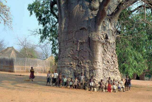 A 2000 thousand year old baobab tree with a human for size comparison ...