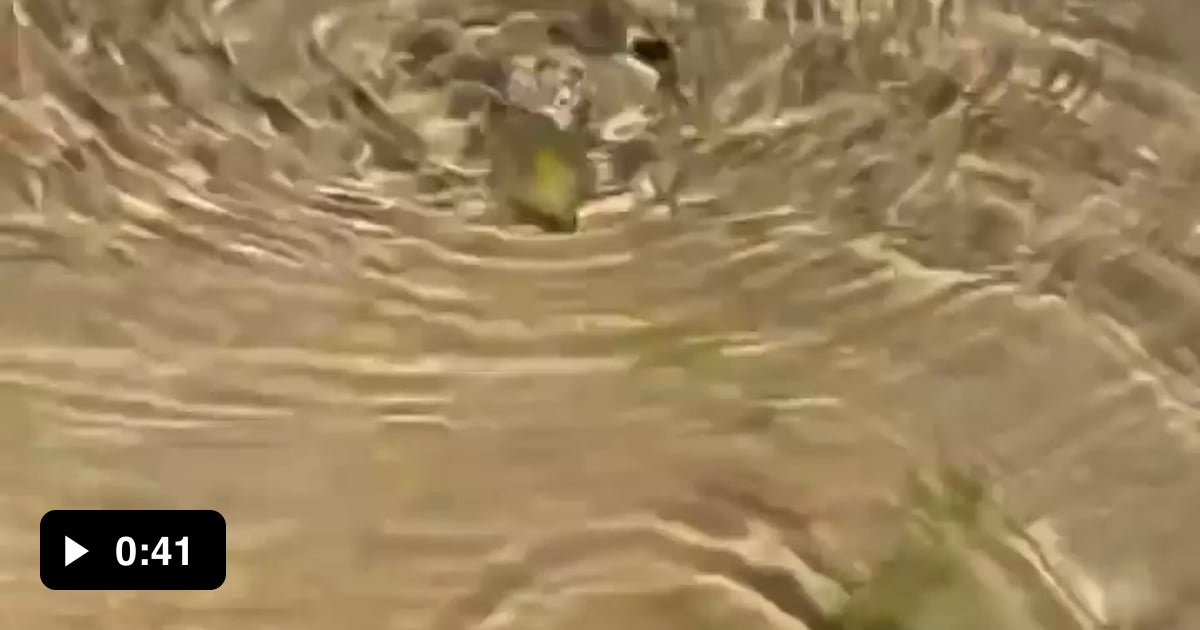 Domesticated fish - 9GAG