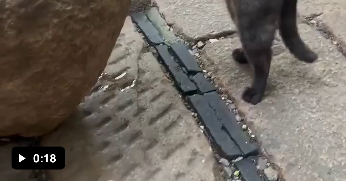 This cat is too smart for its own good - 9GAG