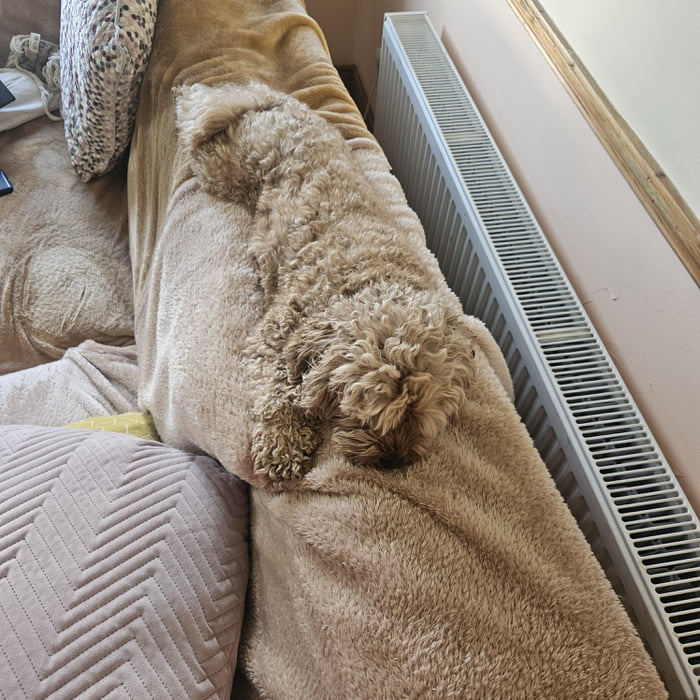 Camouflage Floof Strikes Again - 9GAG