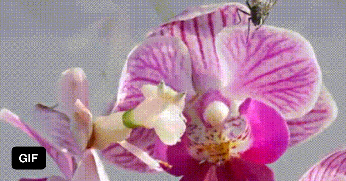 The Hymenopus coronatus (Orchid mantis) Is part of the "flower mantis ...
