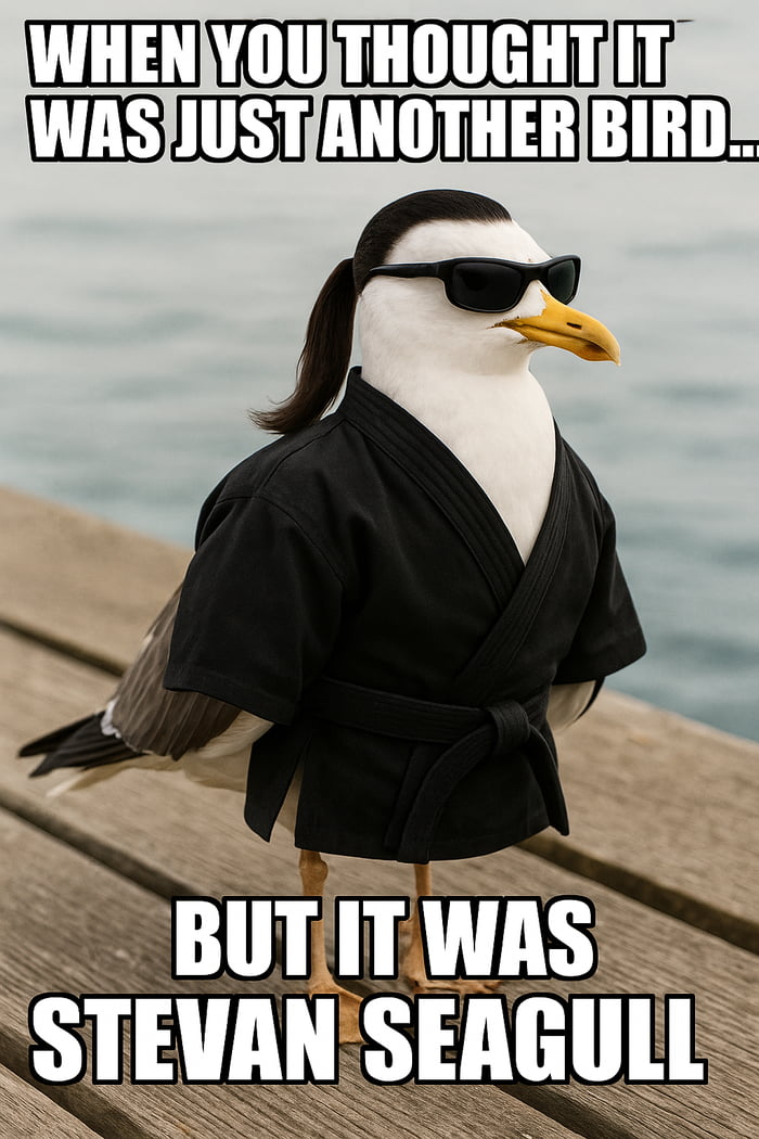 Seagull - 9GAG