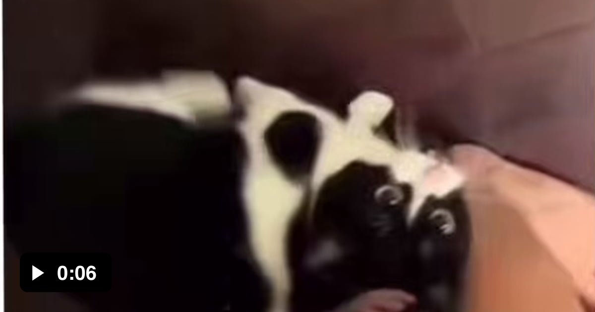 Meow meow meow meow. Bammm foockkk - 9GAG