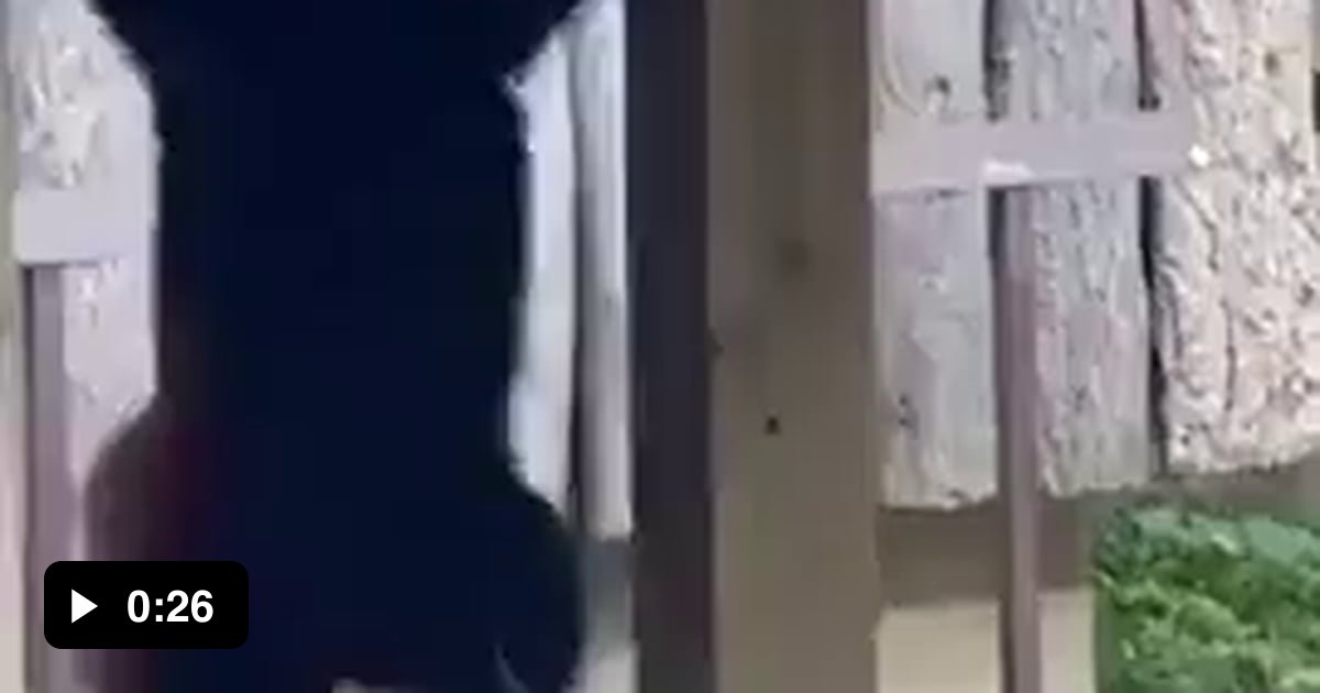 Red panda startled by a pumpkin - 9GAG