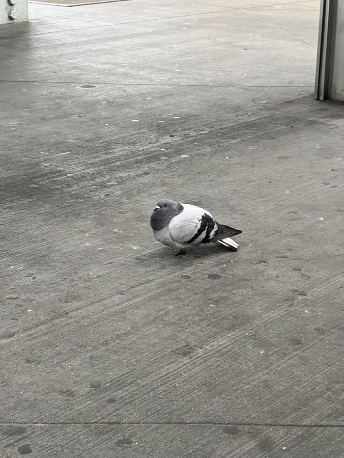 Of a NYC pigeon - 9GAG