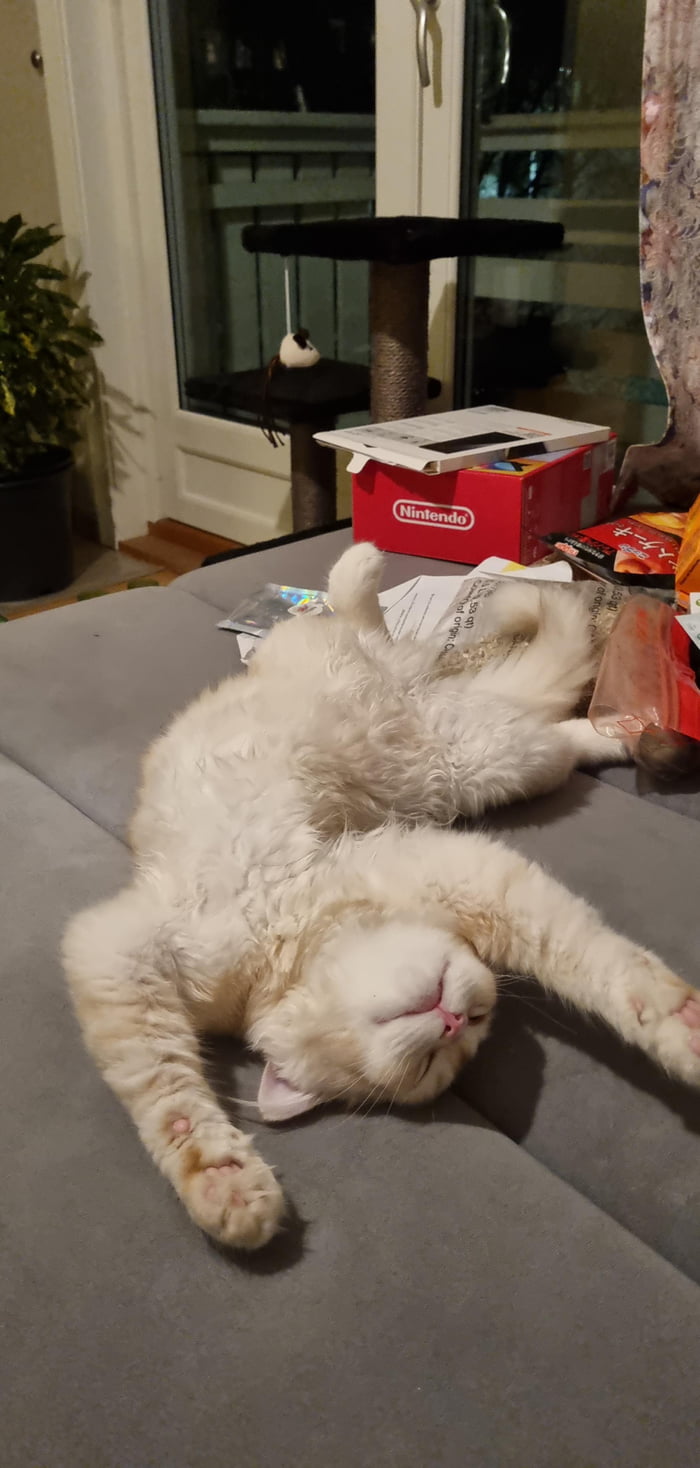 This is Max. And this is how he sleeps - 9GAG