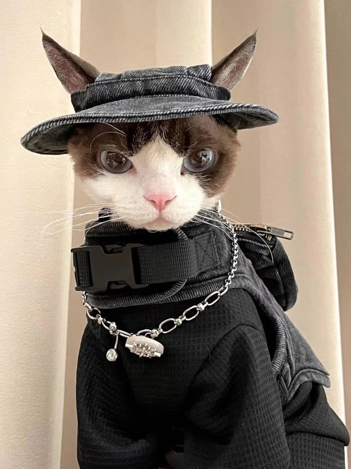 The new rapper CJ-Kitten in the house!!! - 9GAG