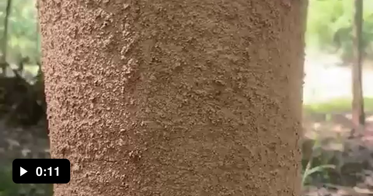 Scraping off termite soil from tree bark - 9GAG