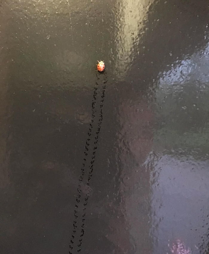 🔥 Footprints left behind by a Ladybug, do these count? - 9GAG