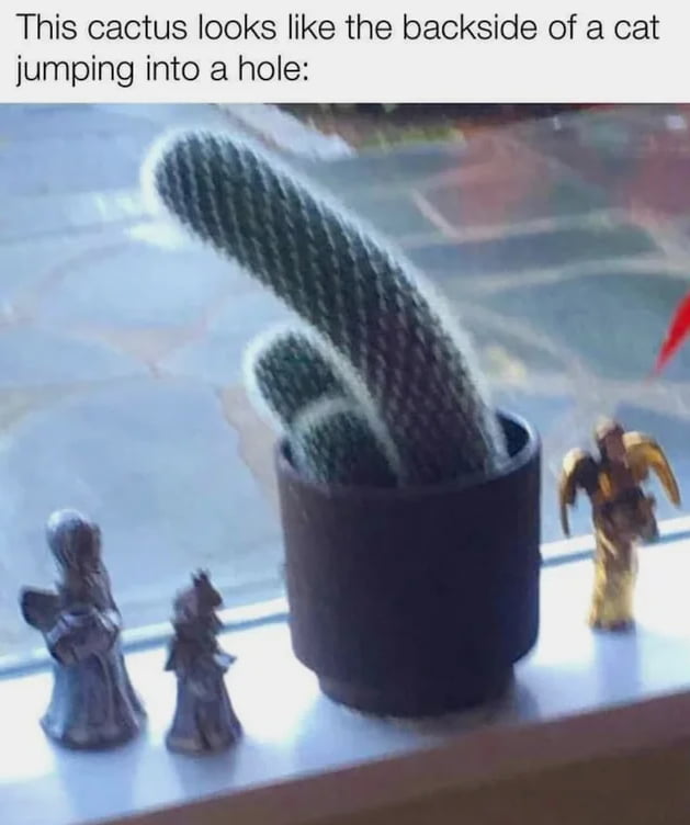 Cocktus,the spiky d'ildo - 9GAG