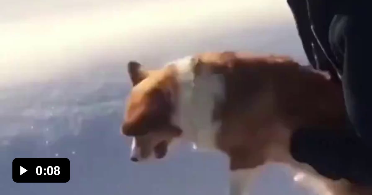 Bye bye Corgi - 9GAG