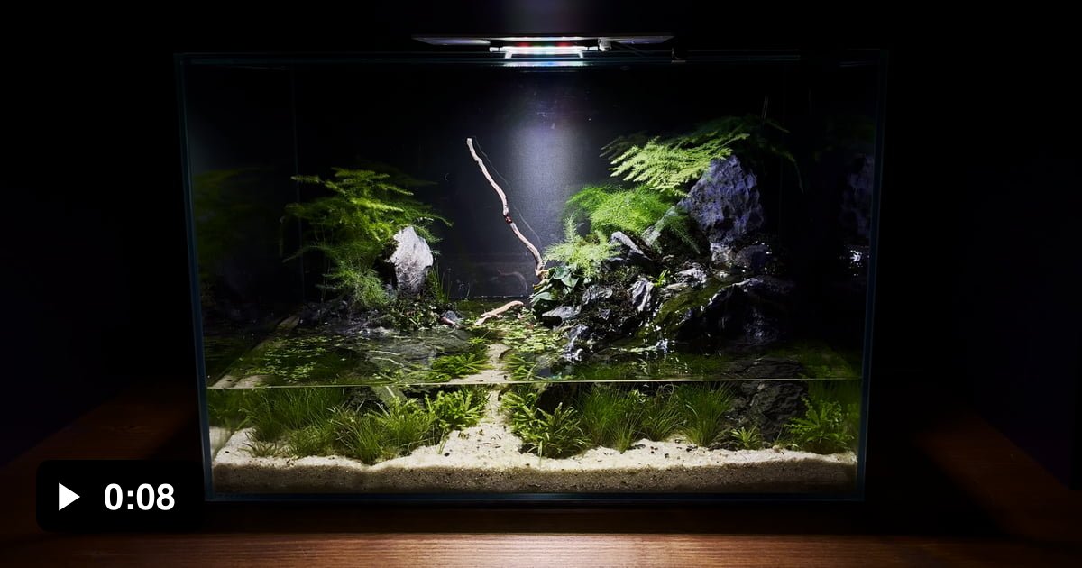 Sometimes I like to build small ecosystems and this is my last project. Triops in the water ...